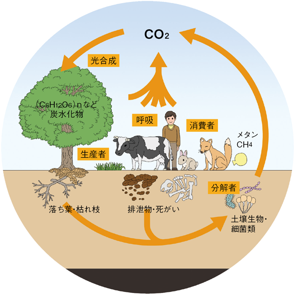 生態系内の物質循環 自宅で学ぶ高校生物 生物基礎・生物 