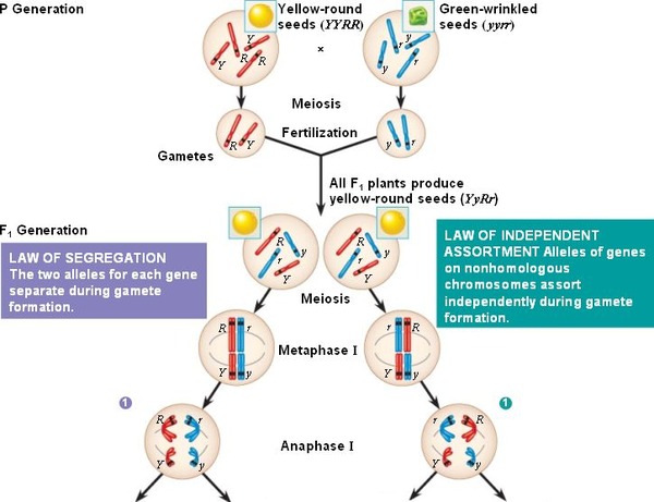 二遺伝子雑種とは？ | ねこでもわかる生物学