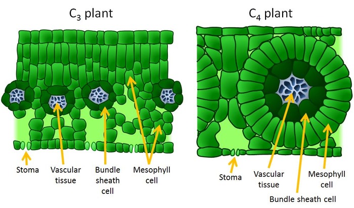 C4植物とCAM植物の共通点と違い | 自宅で学ぶ高校生物-生物基礎・生物-